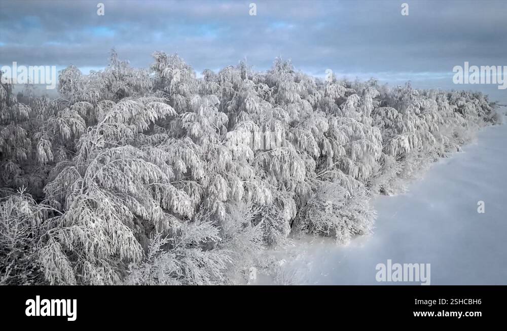 Flight along the frozen forest belt Stock Video Footage - Alamy