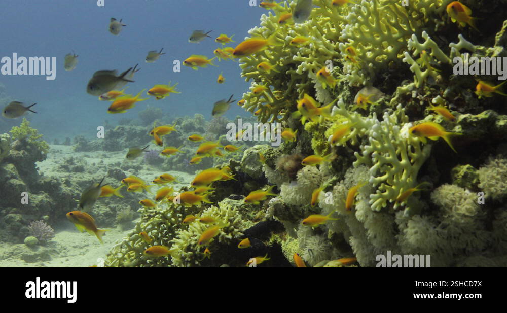 Acropora coral in the Reef, known as table coral, elkhorn coral, and ...