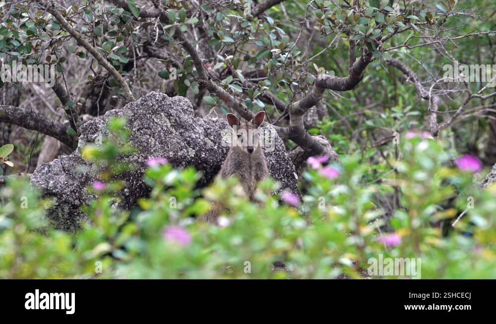 A Mareeba rock wallaby listening for predators. The Mareeba rock ...