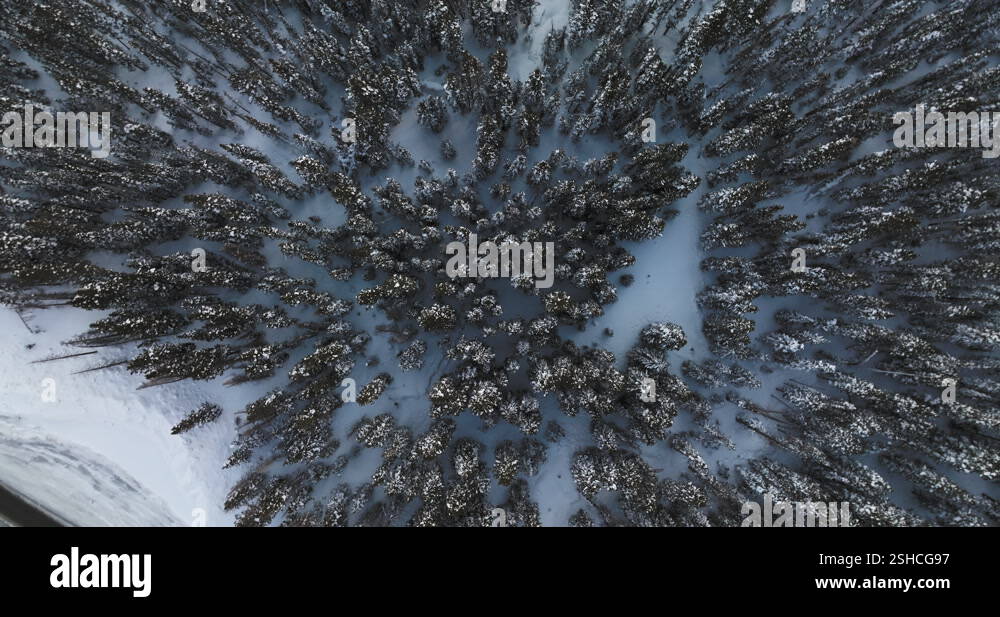 Aerail top down shot of snow covered trees in the Colorado Rocky ...