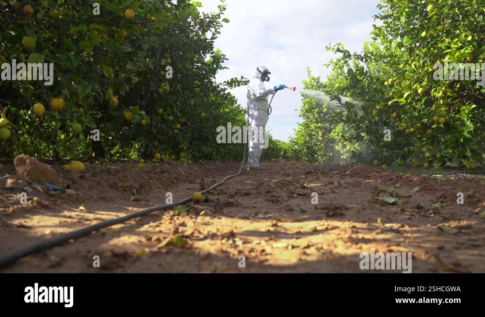 Spray ecological pesticide. Farmer fumigate in protective suit and mask ...