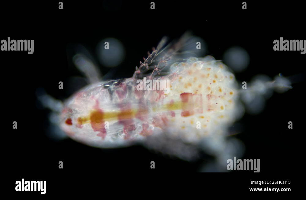 Copepoda Harpacticoida under the microscope. Class Hexanauplia Stock Video Footage - Alamy