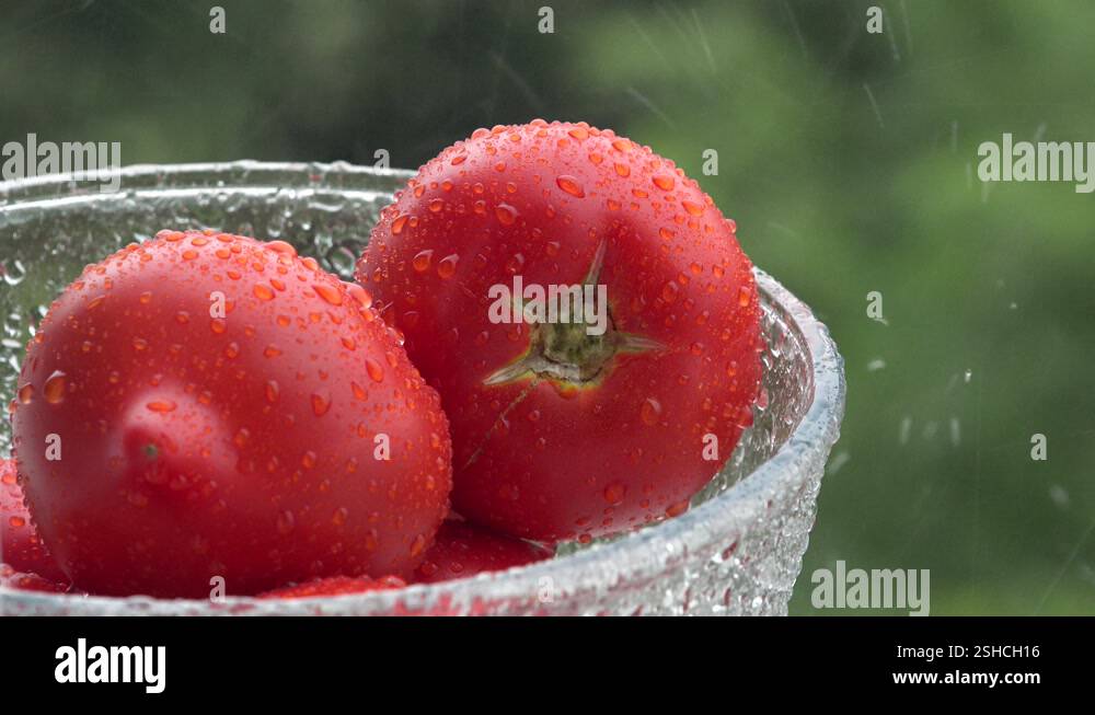 Raining, Tomato in Torrential Rain, Vegetables in Summer Storm ...