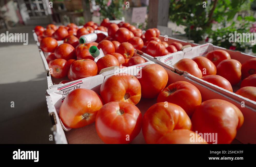 Tomatoes on display in an outdoor farmer's market. Tomatoes for sale at ...