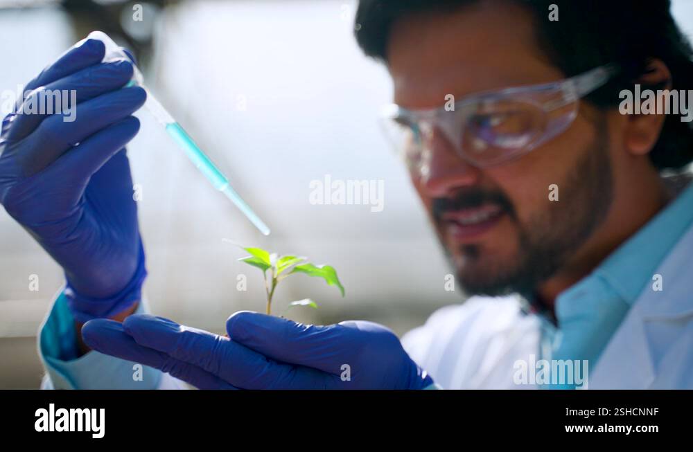 close up head shot of agro scientist adding chemicals to plant by ...