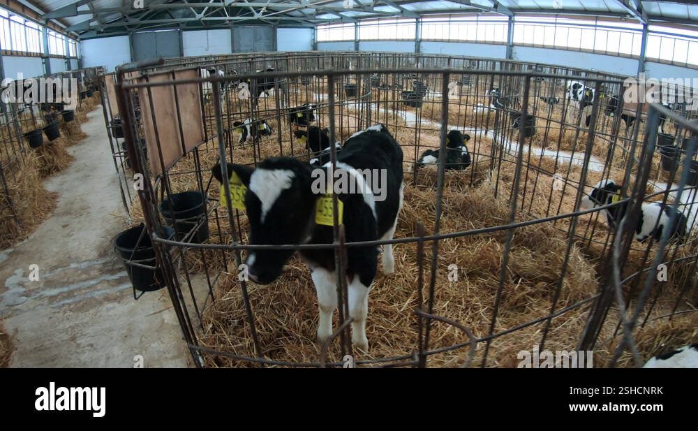A group of small calves in cages on a dairy farm. Agricultural industry ...