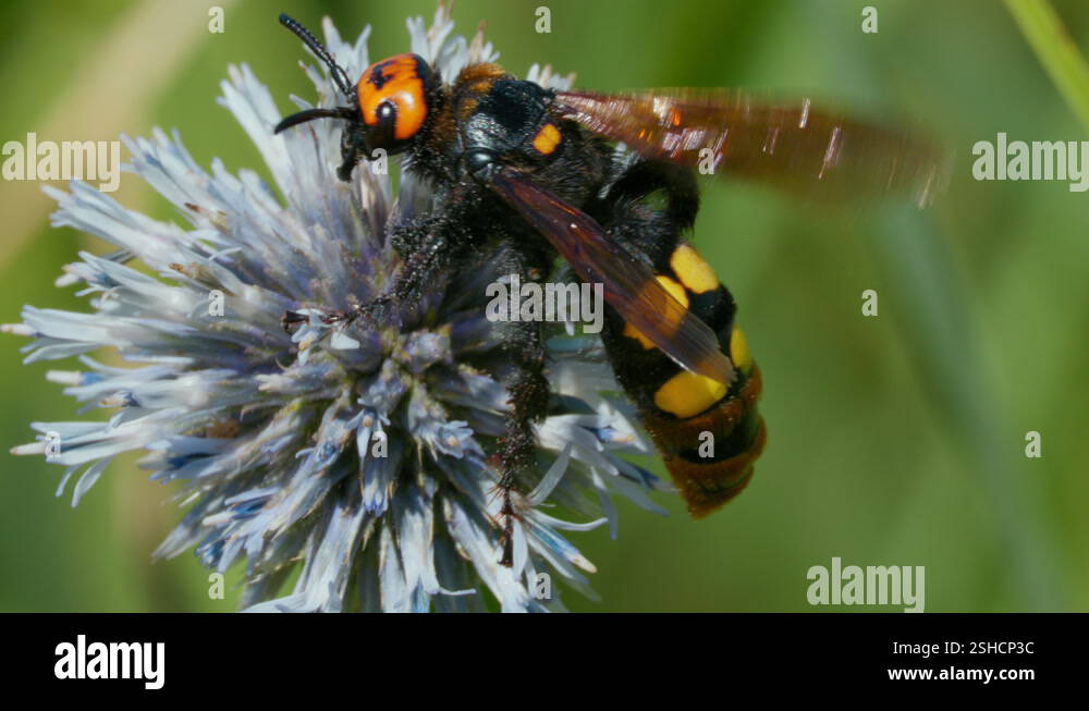 European mammoth wasp (Megascolia maculata) feeding on flowers Stock ...
