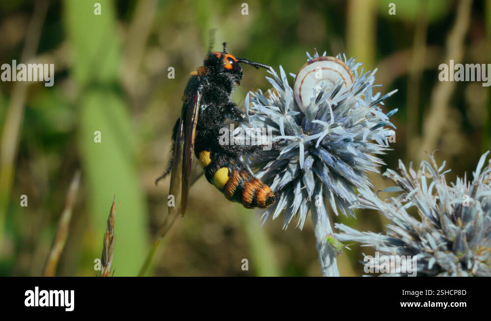 European mammoth wasp (Megascolia maculata) feeding on flowers Stock ...