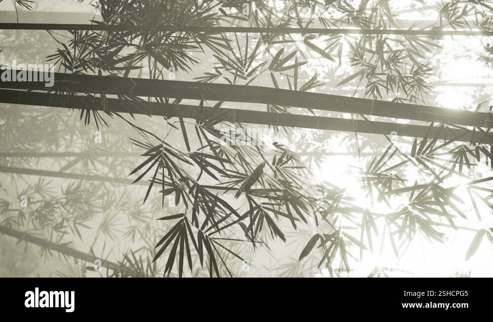 vertical video of flourish bamboo forest with glorious morning sunshine ...