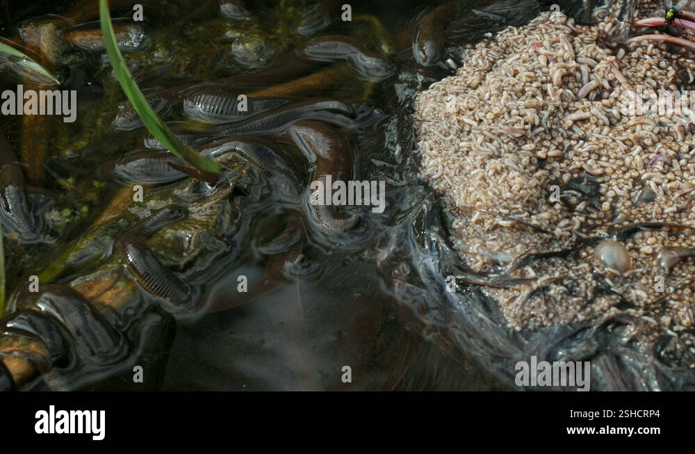 Horse leech and fly maggots feeding on a carcass Stock Video Footage ...