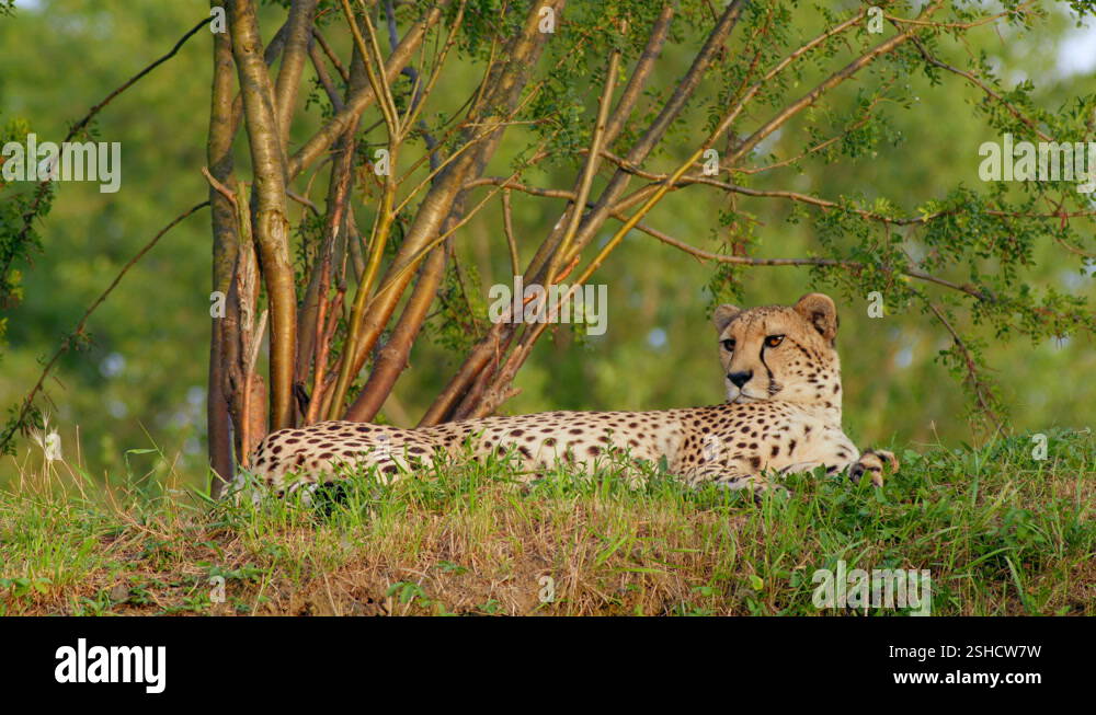 Cheetah (Acinonyx jubatus), big African cat in the savannah Stock Video ...
