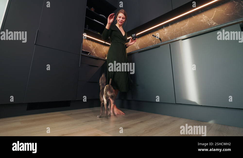 Low wide angle: Fast and playful Italian Greyhound dog is jumping at ...