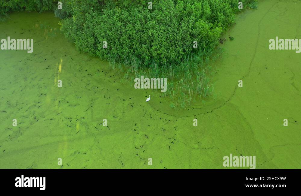 Marshland weed Stock Videos & Footage - HD and 4K Video Clips - Alamy