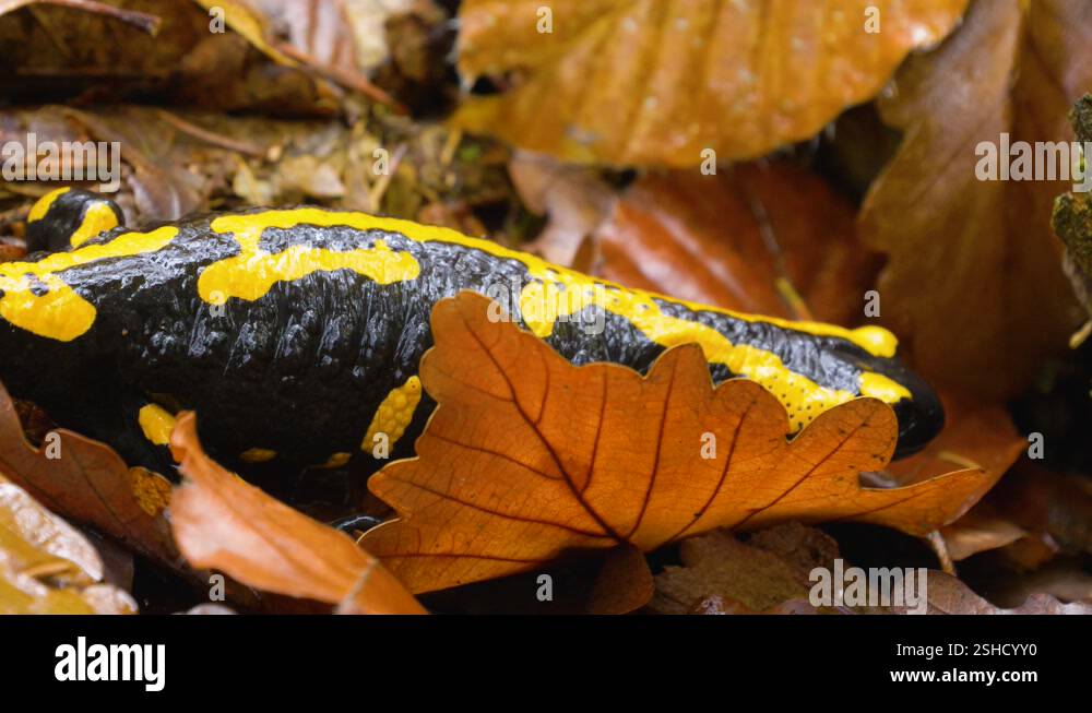 Poisonous salamander Stock Videos & Footage - HD and 4K Video Clips - Alamy