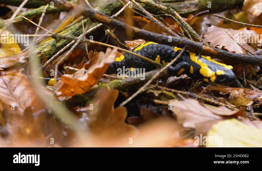 yellow black spotted fire salamander crawls through brown leaves and ...
