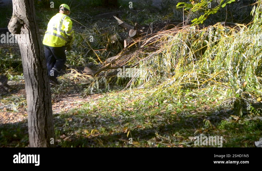 People in the form of public services remove fallen and sawn tree from ...