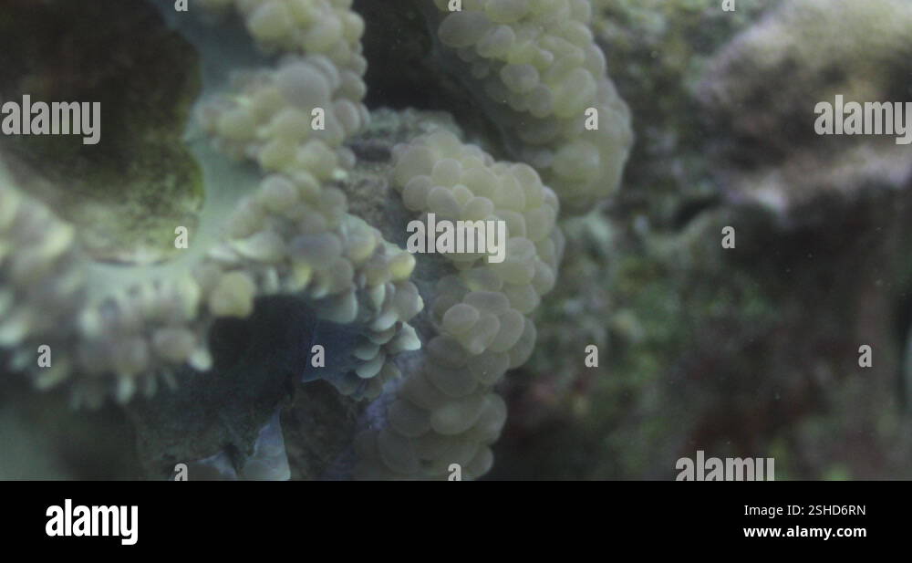 Plerogyra Sinuosa Coral ,is a jelly-like species of the phylum Cnidaria ...