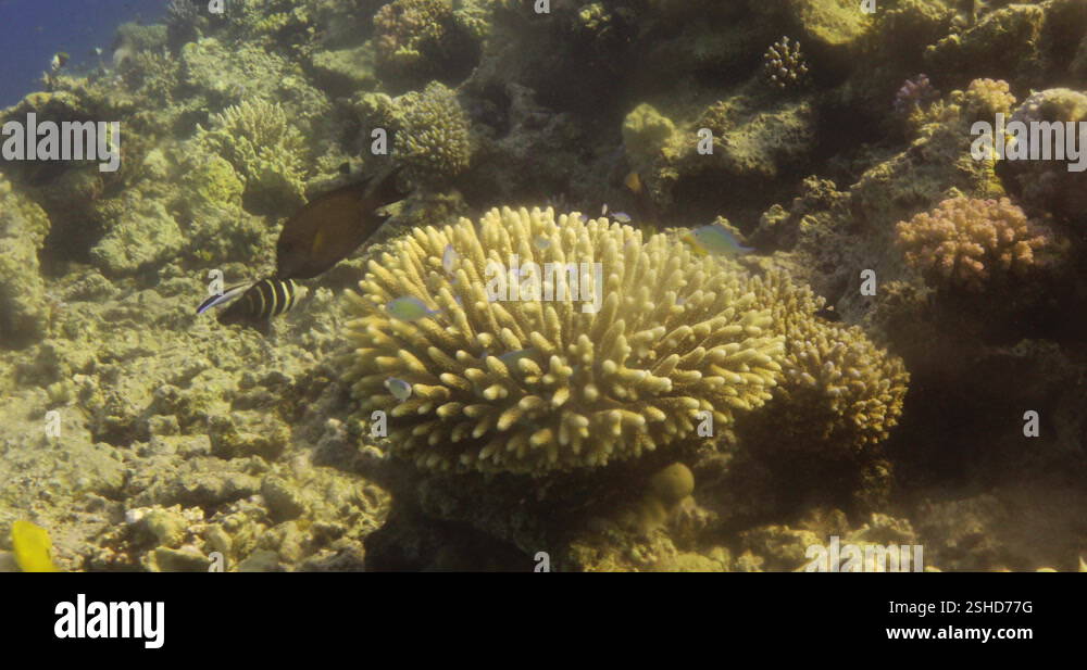 Acropora coral in the Reef, known as table coral, elkhorn coral, and ...