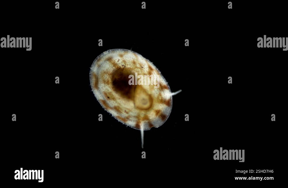 Mollusca family Lottiidae under a microscope, possible Testudinalia ...