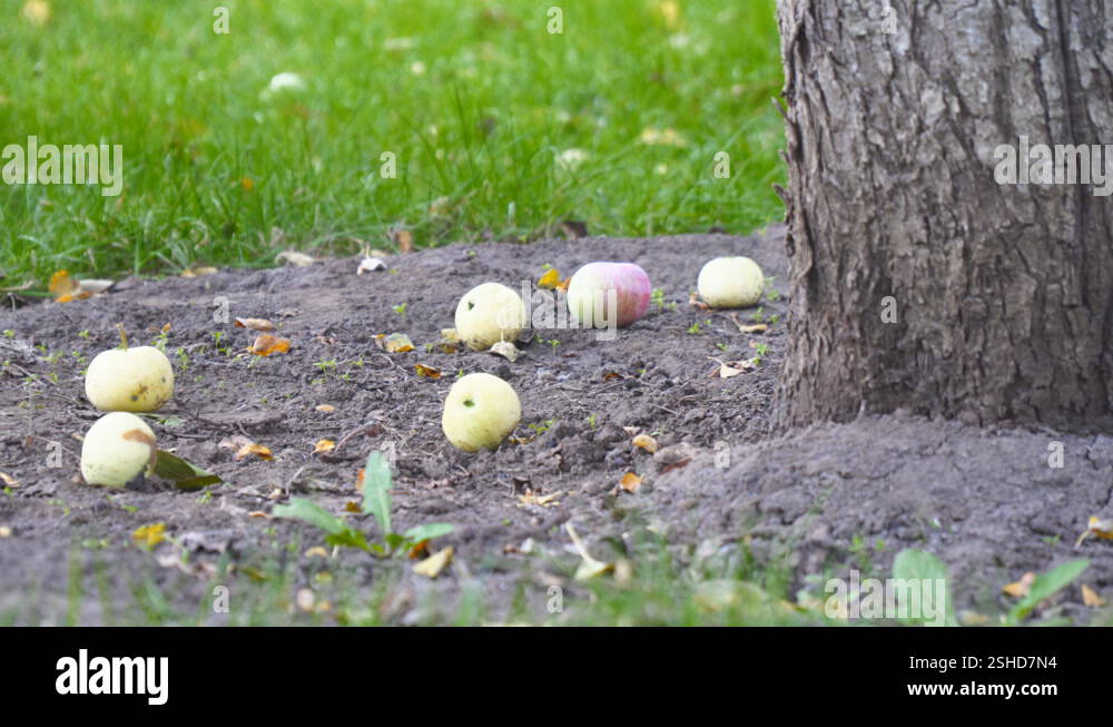Apples on the ground fallen from the apple tree. Apples under the apple ...