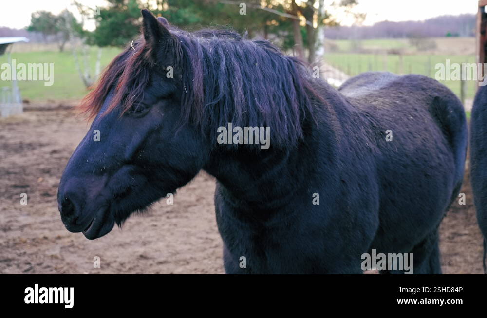 The small one all black Friesian horse standing in a special horse pen ...
