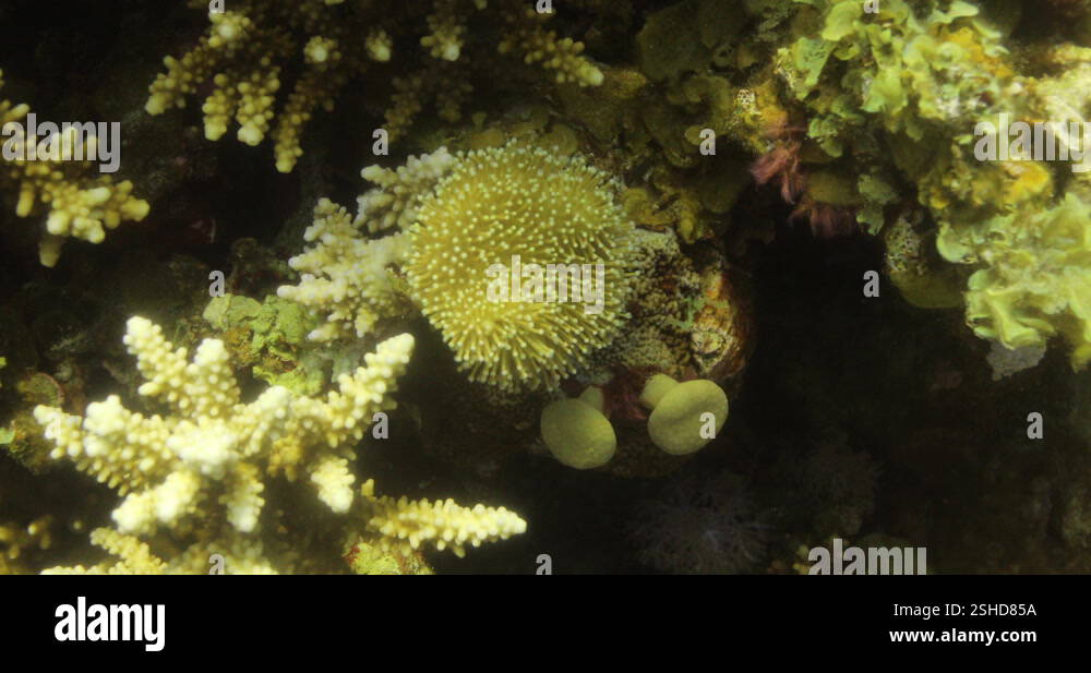 Stichodactyla helianthus, commonly known as sun anemone, is a sea ...