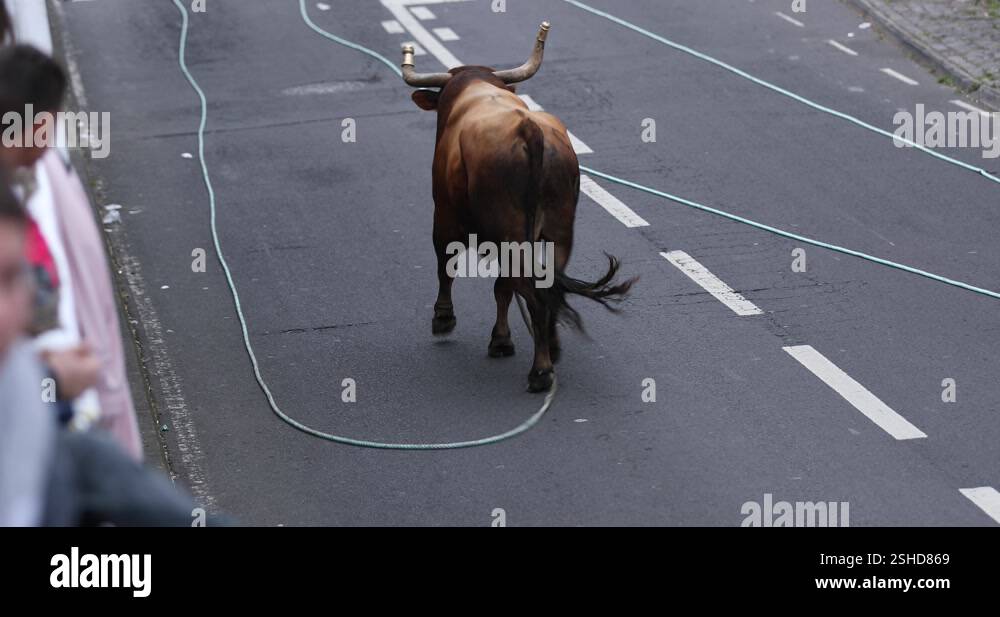 Aggressive Bull Chasing People At The Street During Tourada a Corda In ...
