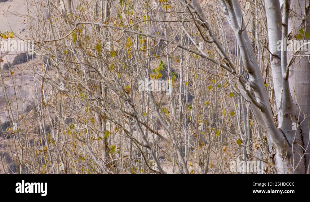Close up of Autumn leaves fluttering in wind breeze on upright tree ...