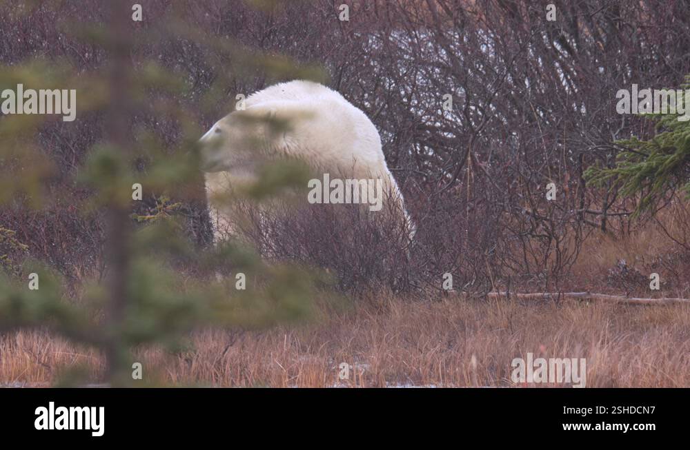 Slow motion of a polar bear waiting for the winter freeze up amongst ...