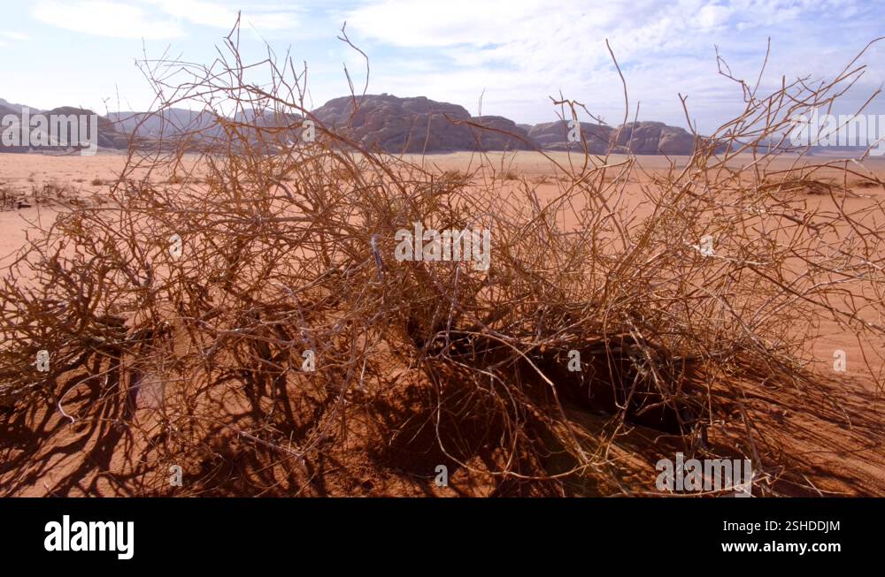 Desert plant desert shrub Stock Videos & Footage - HD and 4K Video ...