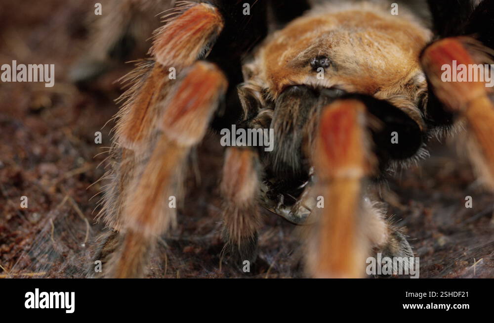Mexican Red-Knee Tarantula with prey in mouth turns to face camera ...