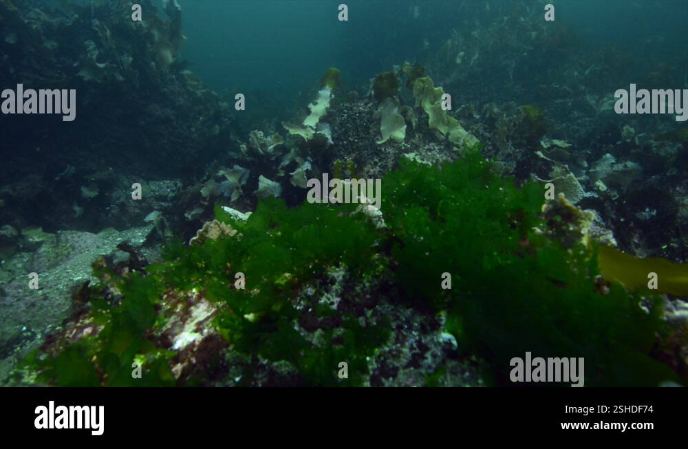 beautiful reef with kelp forest in cold water during a dive Stock Video ...