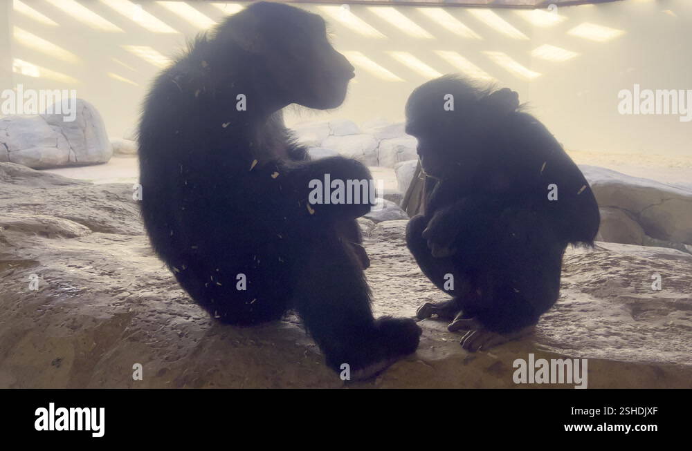 An adult chimpanzee and its cub standing face to face while the adult ...