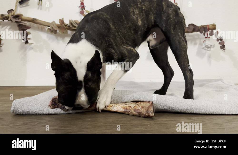 A dog greedily eats a large bone. It is a Boston Terrier eating a bone ...