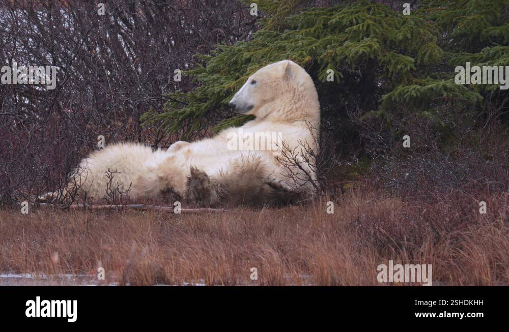 Slow motion sleepy polar bear laying on it's back amongst the sub ...
