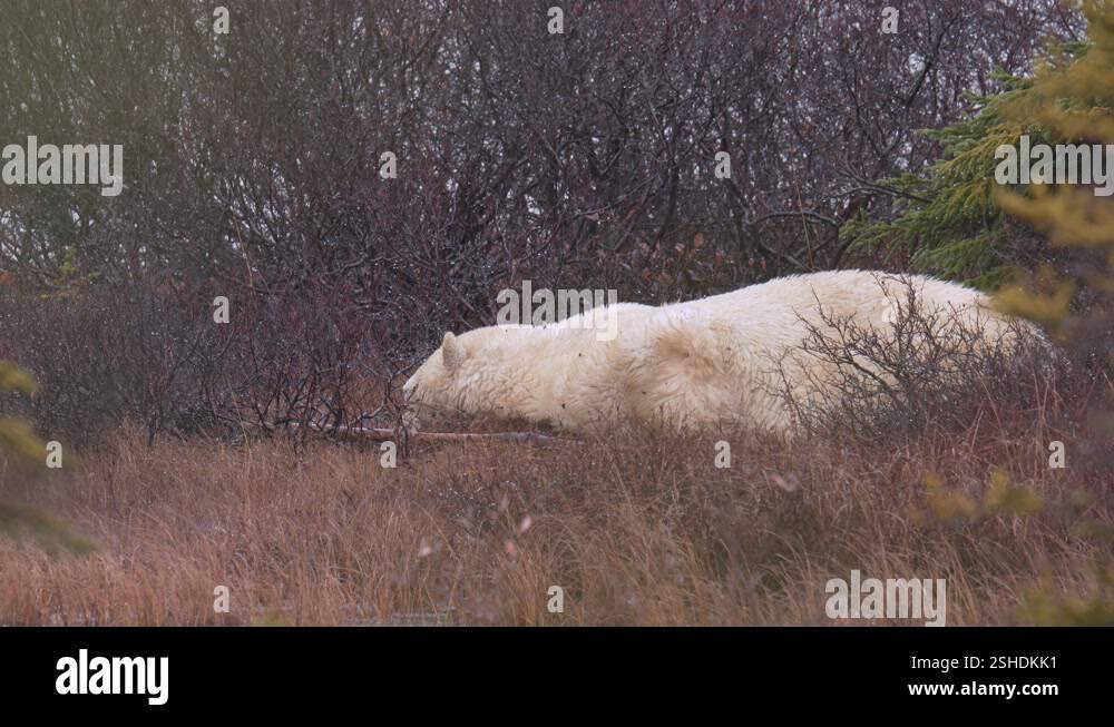 Slow motion napping polar bear wakes up, gets up bum first then shakes ...