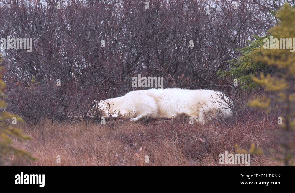 Slow motion napping restless polar bear waits for the winter freeze up ...