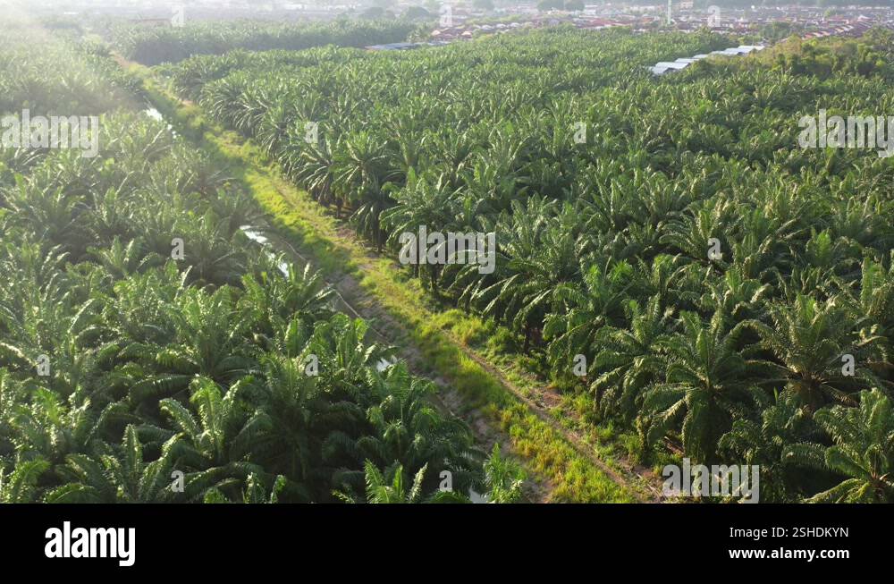 Aerial flyover vastness of commercial oil palm tree plantation ...