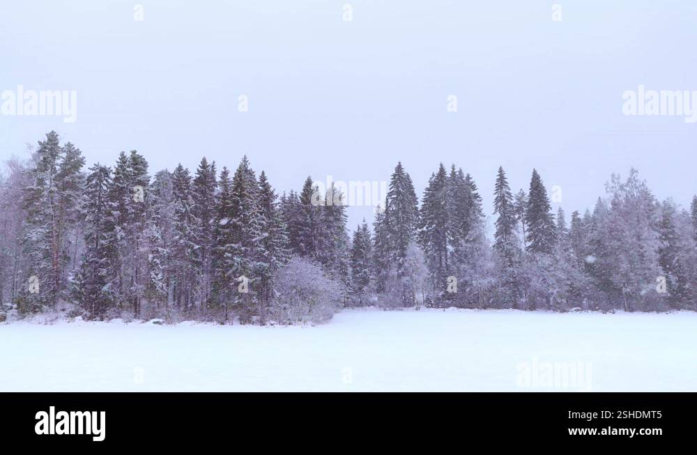 snowfall over winter field and forest in northern Finland Stock Video ...