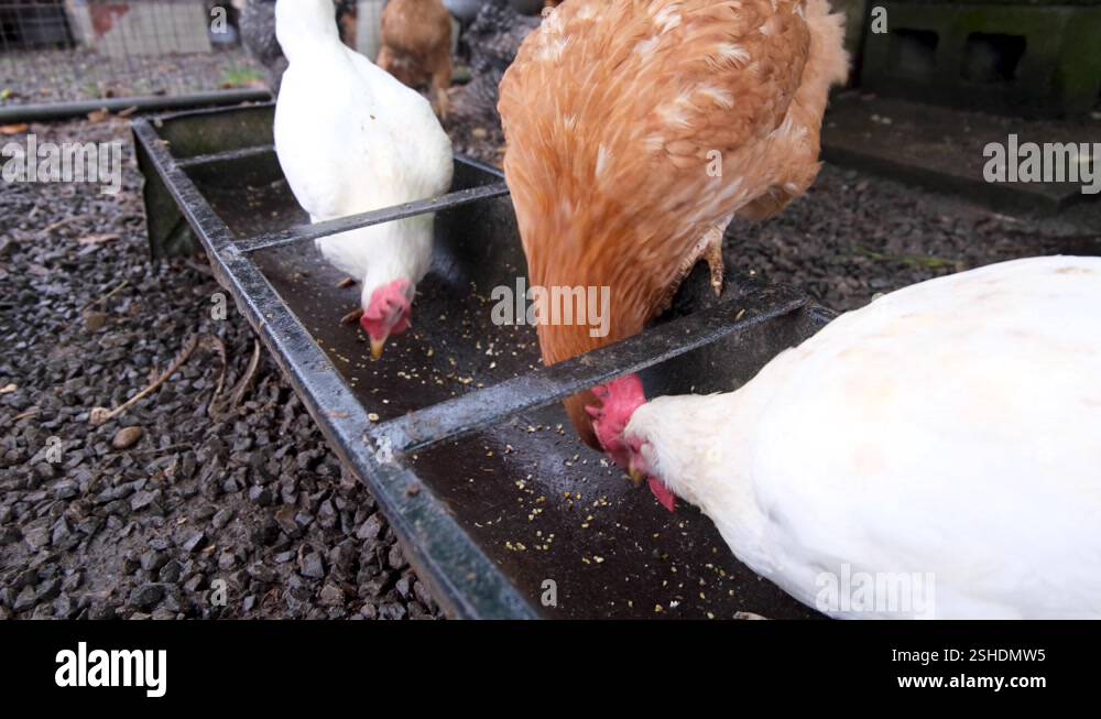 Different coloured chickens frantically feeding on grain from feeder ...