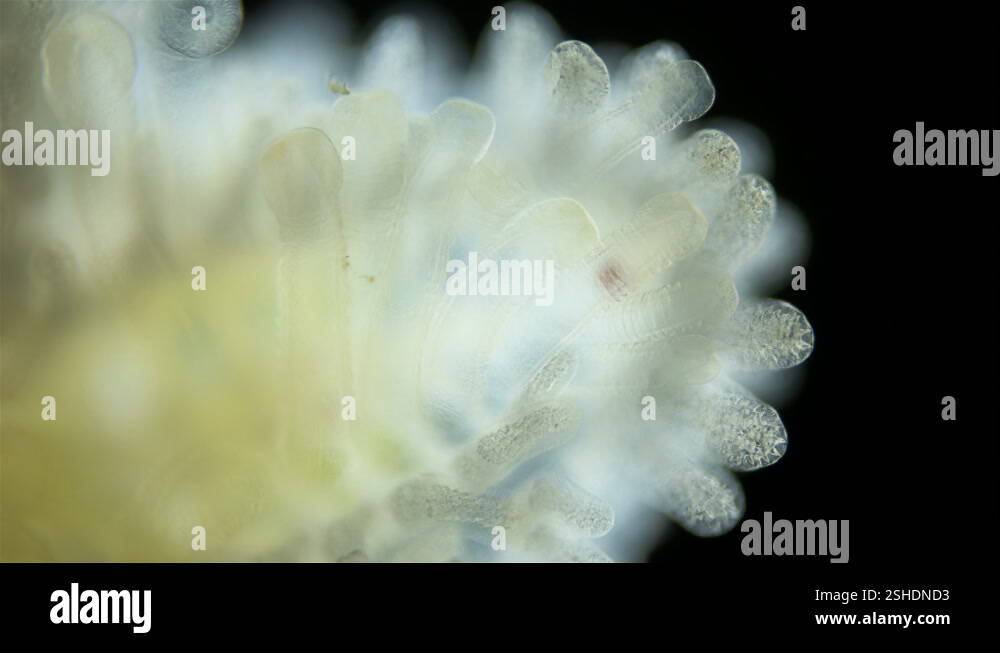 Starfish beam Asteroidea under a microscope, type Echinodermata Stock ...