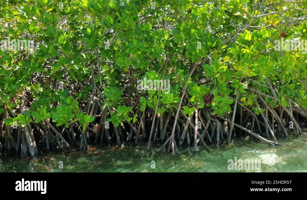Green mangrove with leaves and roots over crystal shallow water, pan ...