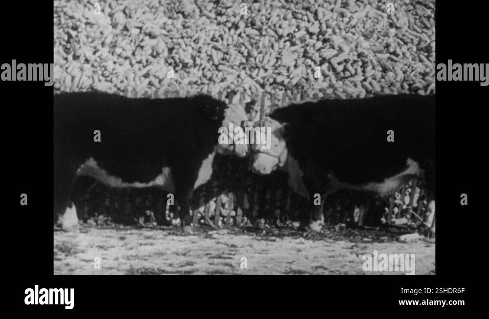 1950s: Cattle stand near a pile of corn in a field. Hogs at a feed ...