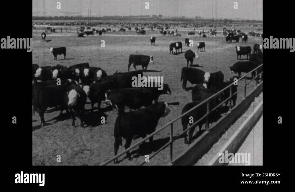 1960s: Cows stand in large feed yard. Truck deposits feed into trough ...