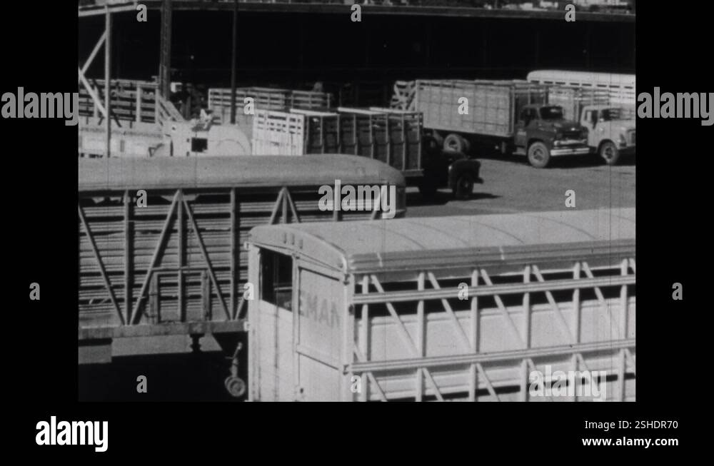 1960s: Cattle truck drives into crowded unloading area of livestock ...