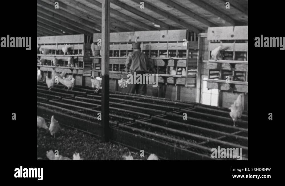 1940s:Man gathers eggs in laying house. Hens walk around nests in ...