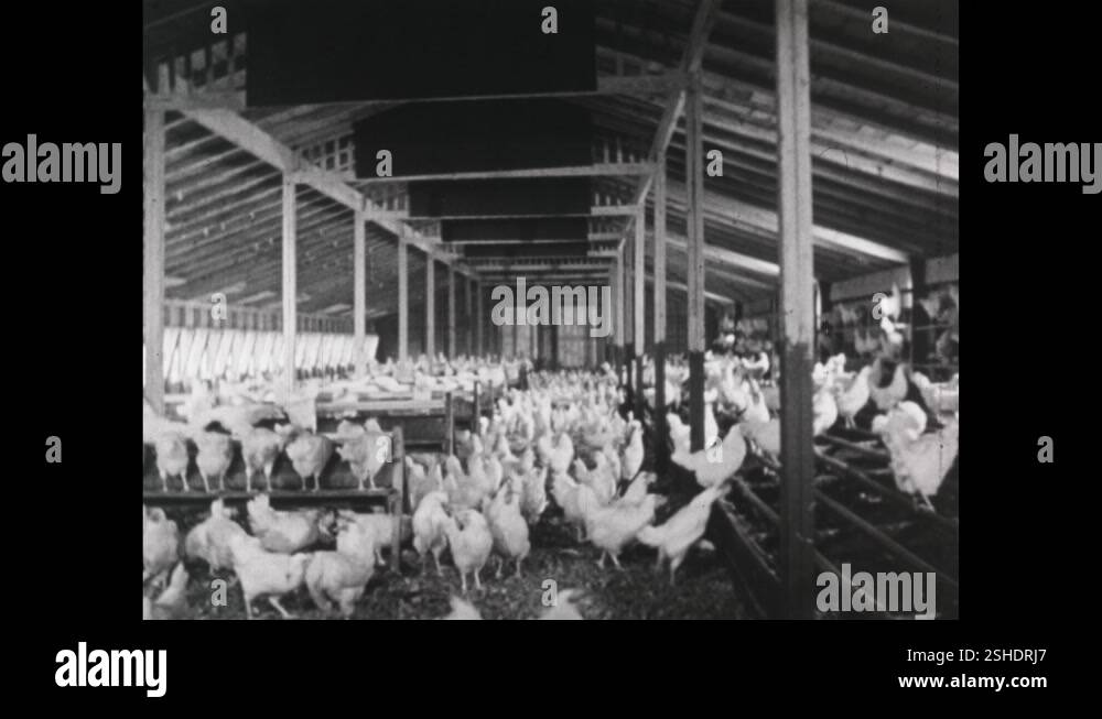 1940s:Man walks into laying house on an egg farm. Hens walk around hen ...