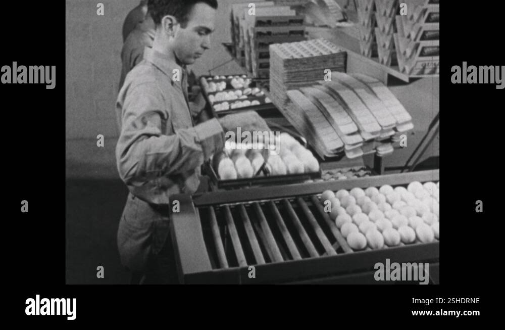 1940s:People sort eggs. Man places tray of eggs onto conveyor belt ...