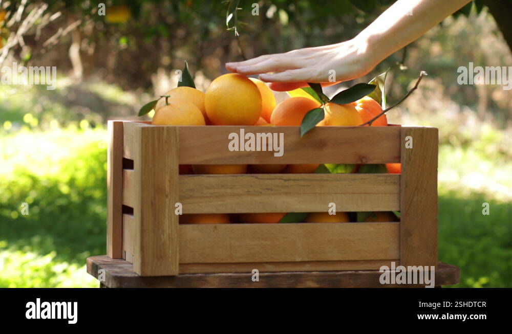 Female, Woman Hand Puts An Rip Orange In Wooden Box. Close Up. Slow ...