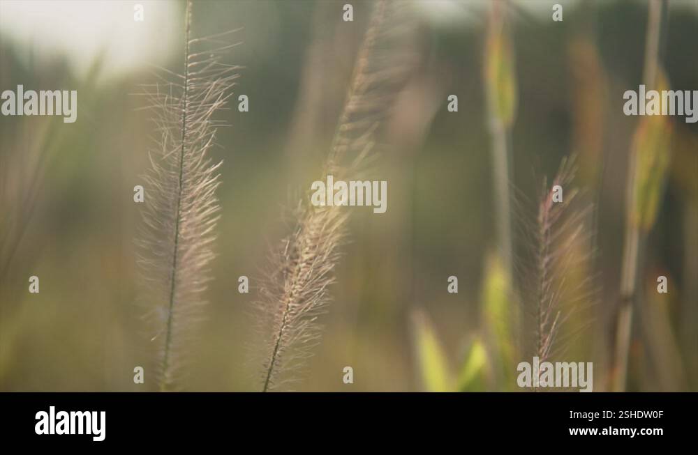 Nature detailed Stock Videos & Footage - HD and 4K Video Clips - Alamy
